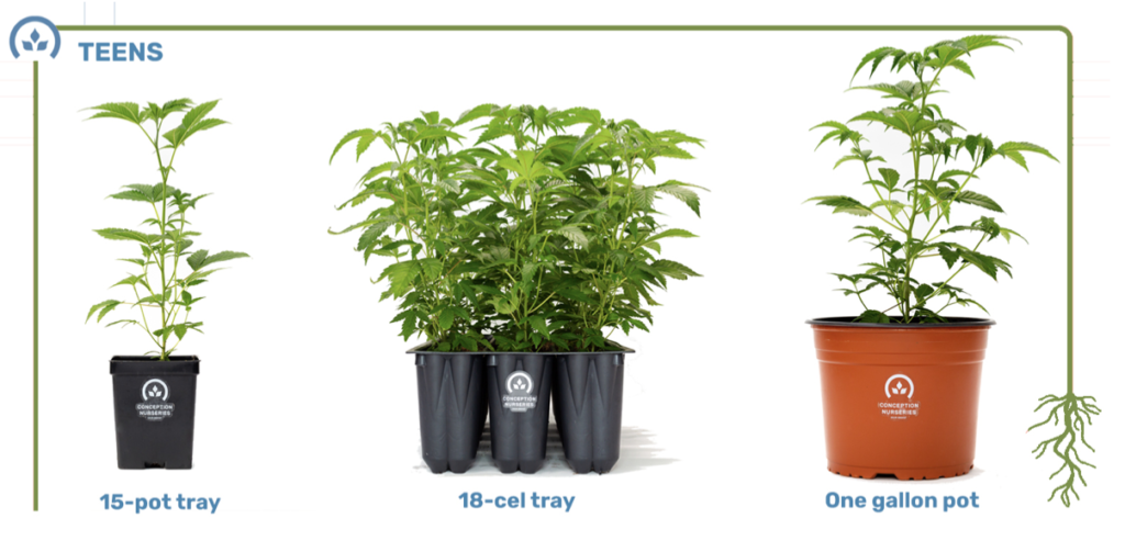 Pathogen Free Cannabis Cultivation | Conception Nurseries